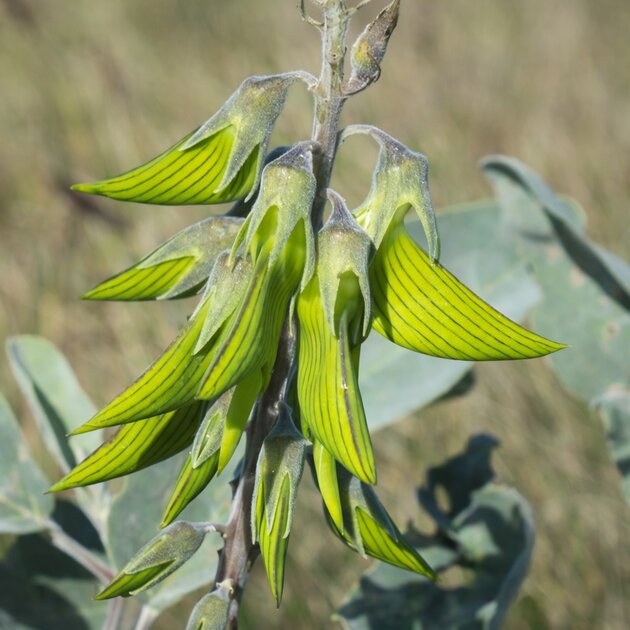 Green bird flower (Crotalaria cunninghamii) - 5 seeds - Onszaden